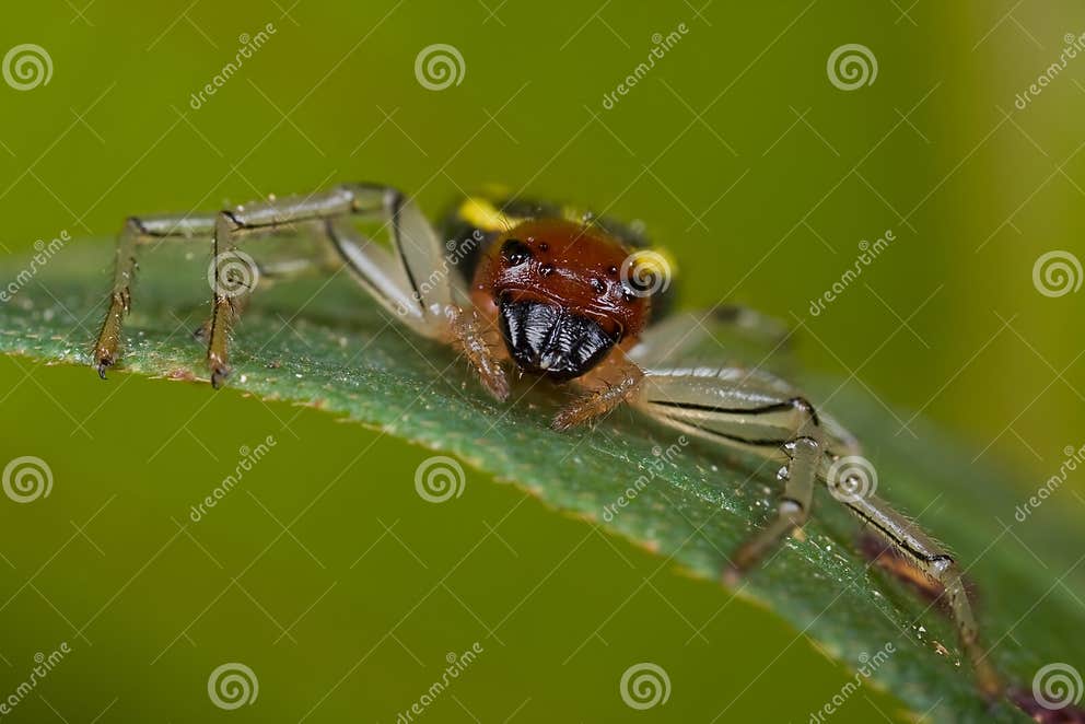 Yellow Black and Red Crab Spider Stock Image - Image of garden, abdomen ...