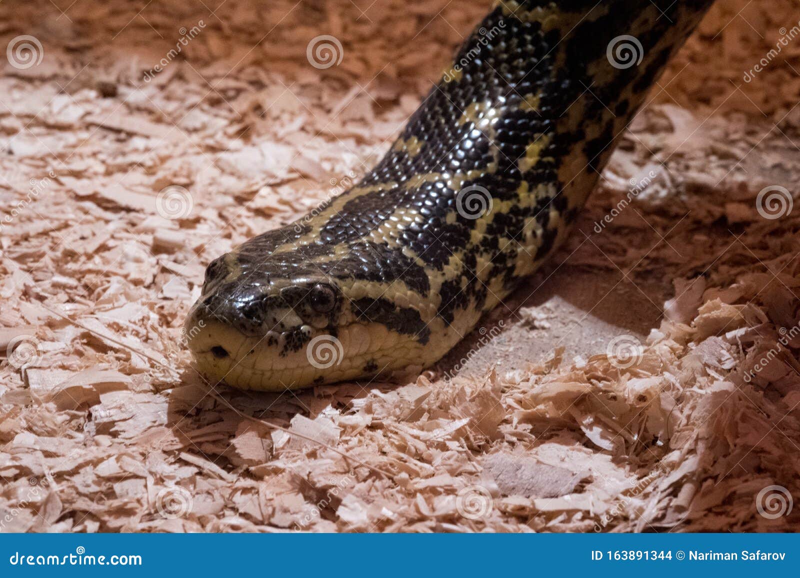 Yellow-black Snake Creeping on the Ground Stock Photo - Image of ...