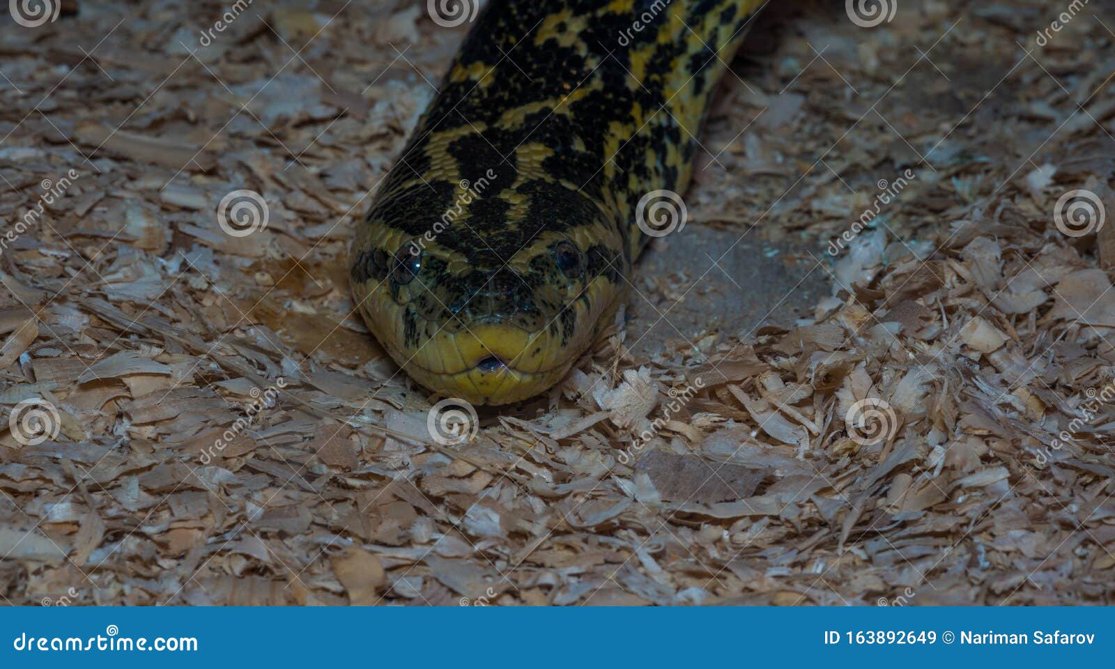 Yellow-black Snake Creeping on the Ground Stock Image - Image of brown ...