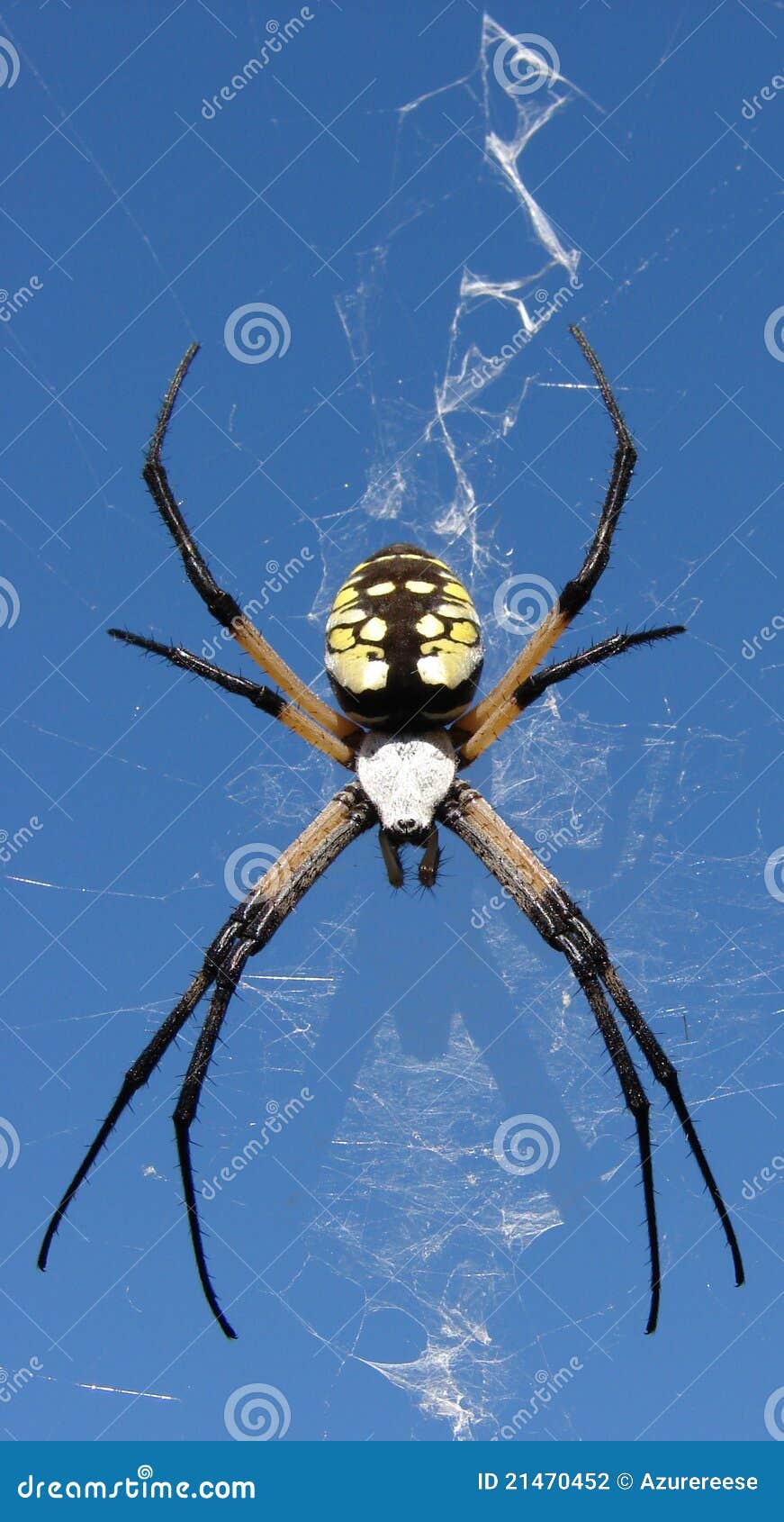 Yellow Black Spider Shadow stock photo. Image of intricate - 21470452