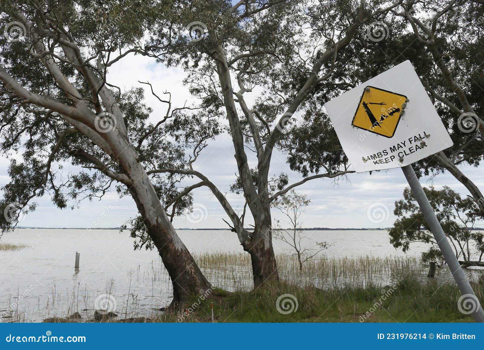 Yellow, Black and White Limbs May Fall, Keep Clear Warning Sign Under ...