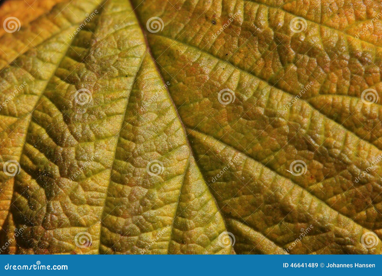 Yellow Blackberry Leaf stock image. Image of selective - 46641489