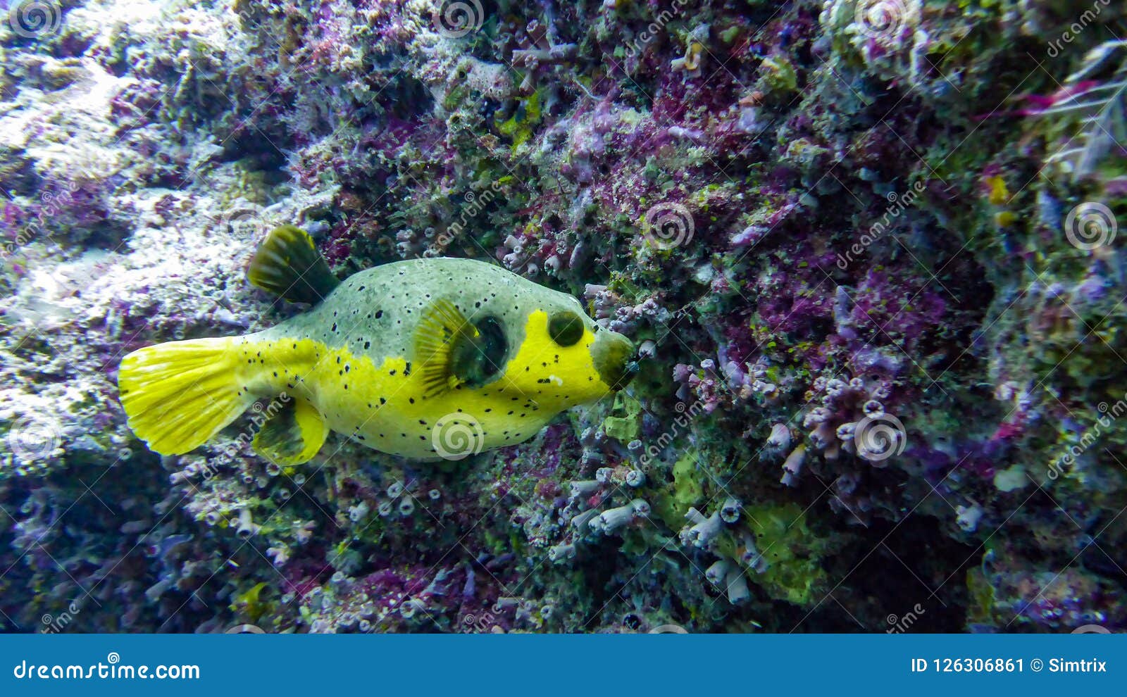 Yellow Blackspotted Puffer Or Dog-faced Puffer Fish Arothron Nig ...