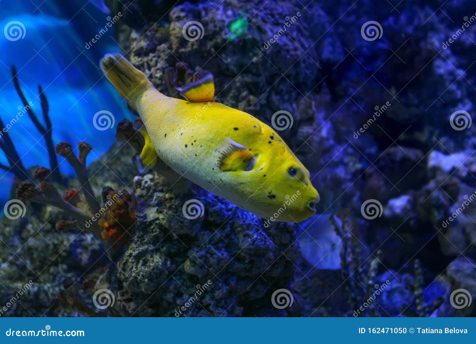 Yellow Blackspotted Puffer or Dog-faced Puffer Fish Stock Photo - Image ...