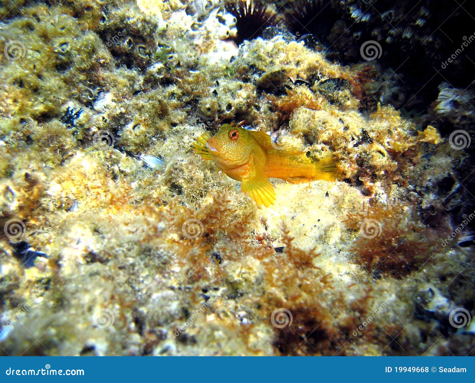Yellow Blenny stock photo. Image of ecosystem, sealife - 19949668