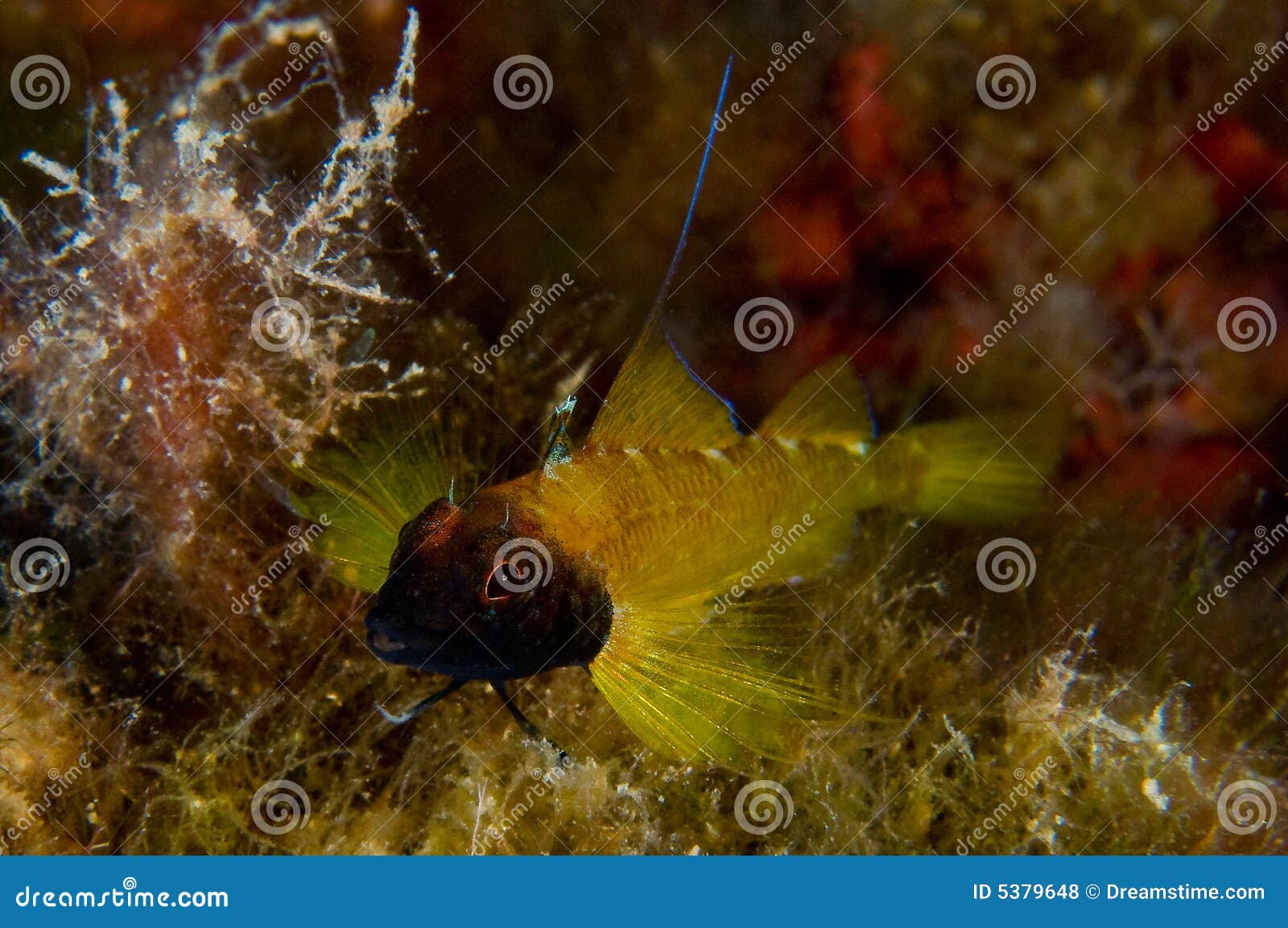 Yellow Blenny fish stock photo. Image of dive, coral, aquatic - 5379648