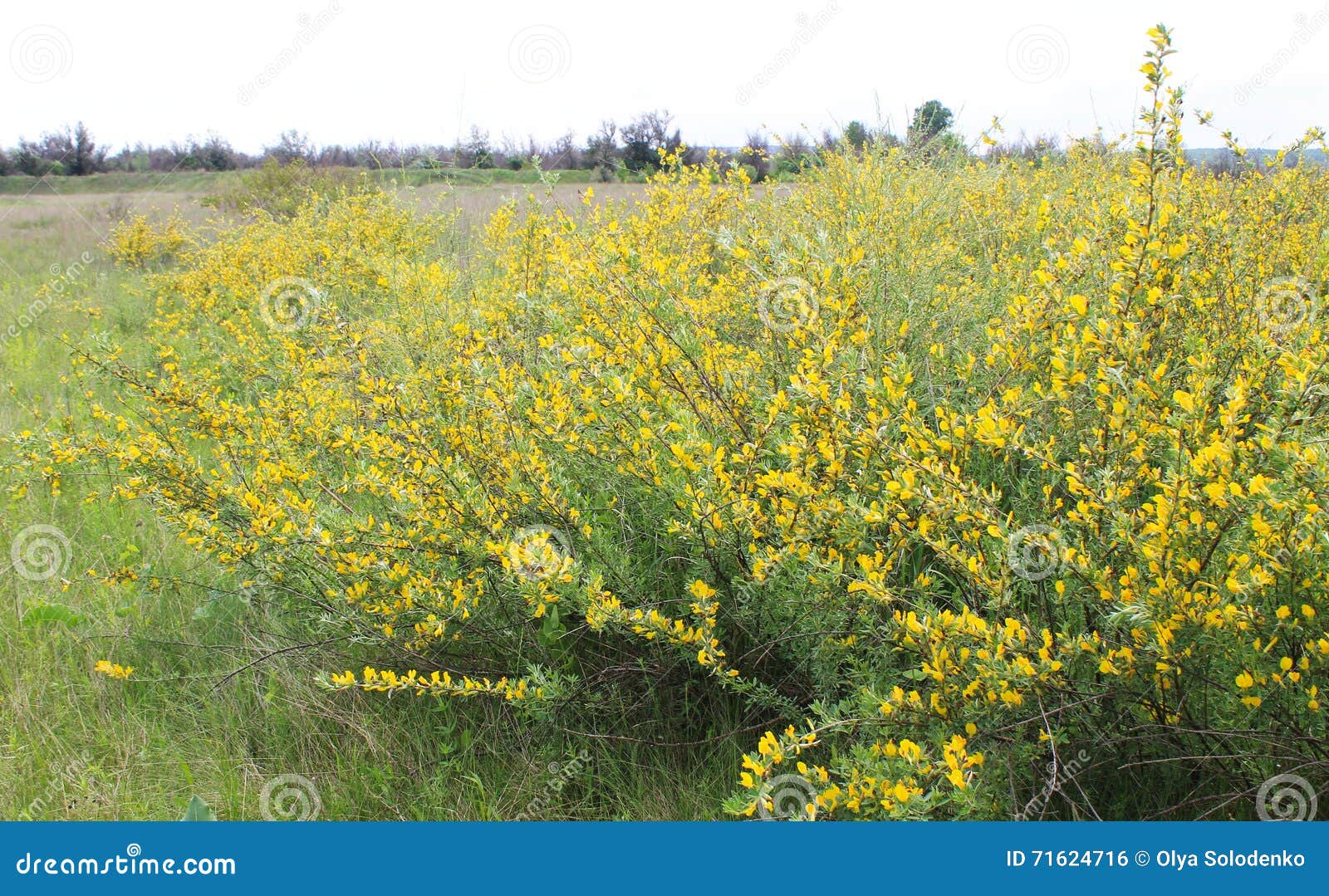 Yellow Blooming Acacia Bushes Stock Photo - Image of bloomy, acacia ...