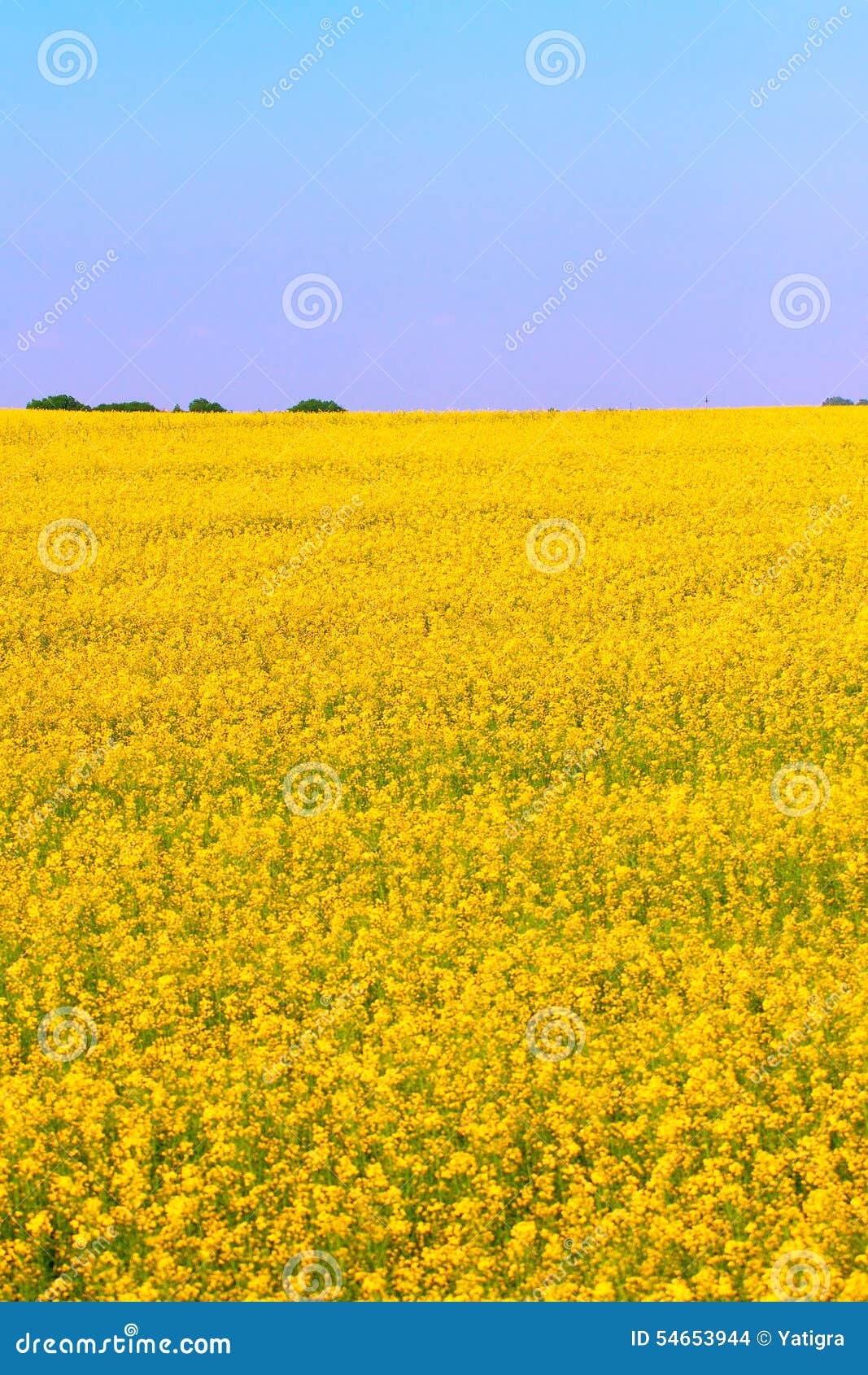 Yellow Blooming Canola Field Stock Photo - Image of copyspace, flower ...