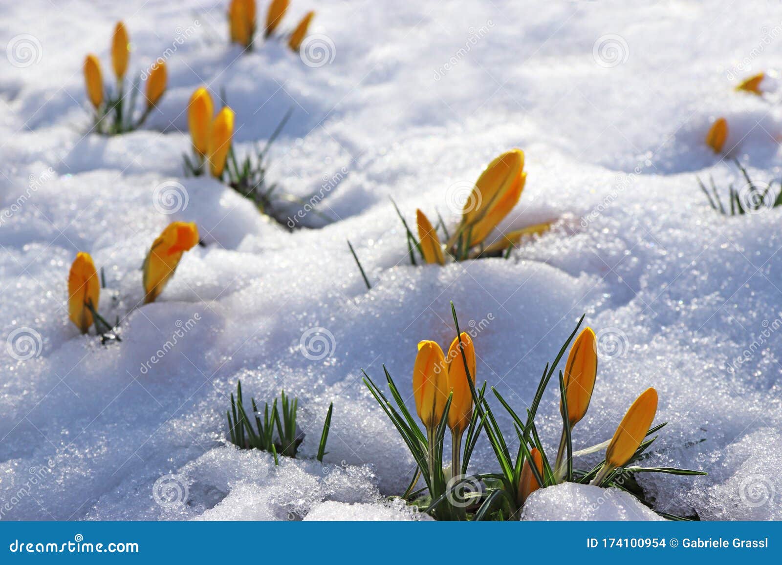 Yellow Blooming Crocuses in Snow Stock Photo - Image of yellow ...