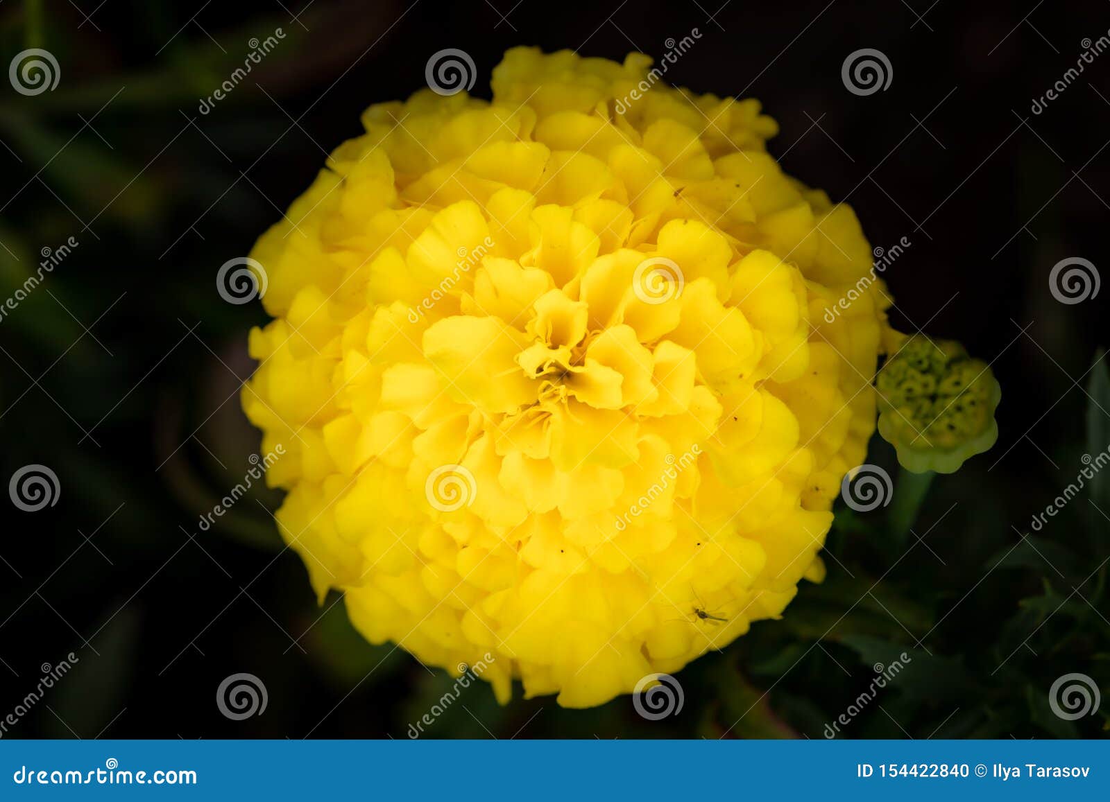 Yellow Blooming Flower. Spherical Yellow Flower Stock Photo - Image of ...