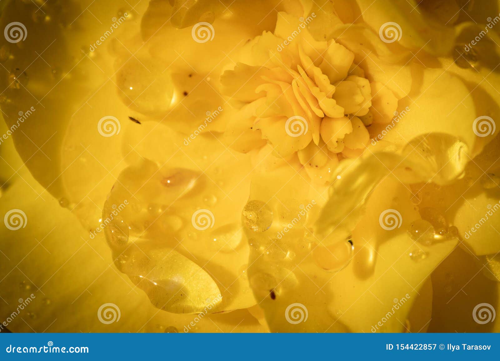 Yellow Blooming Flower. Spherical Yellow Flower Stock Image - Image of ...