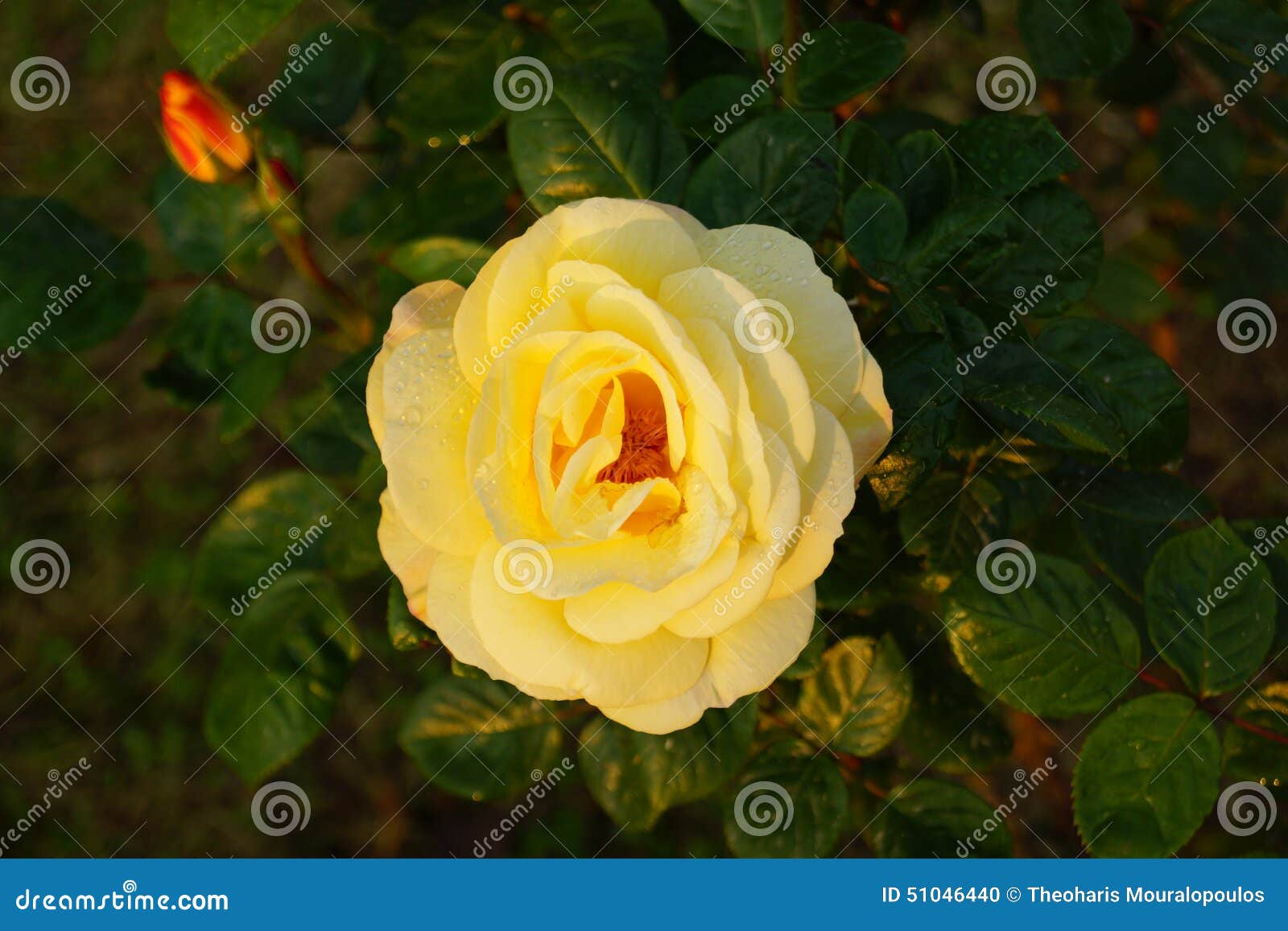 Yellow Blooming Rose with Leafs Stock Photo - Image of garden, plant ...