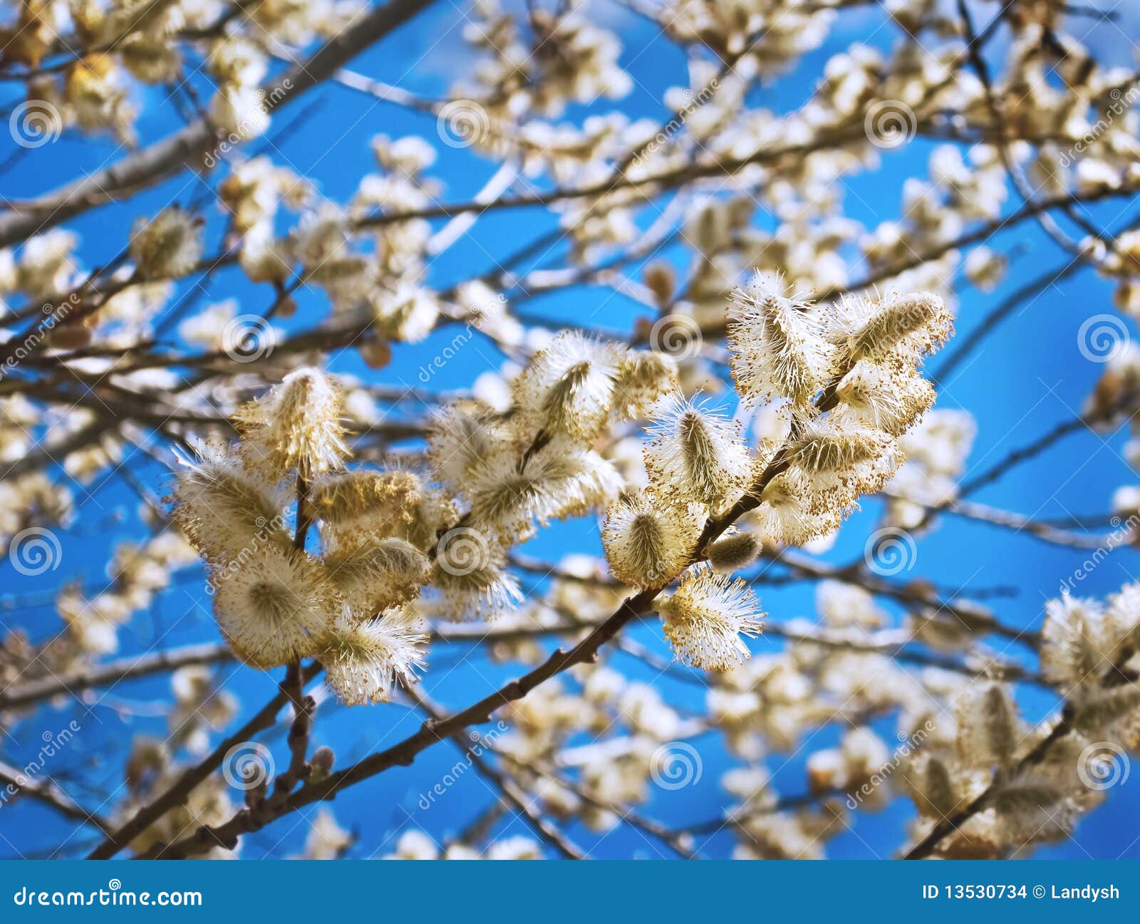 Yellow blooming willow stock photo. Image of botany, detail - 13530734