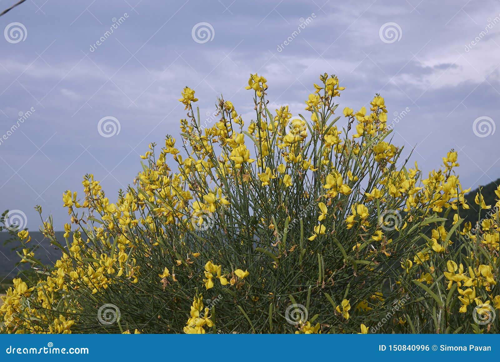 Spartium junceum in bloom stock photo. Image of bloom - 150840996