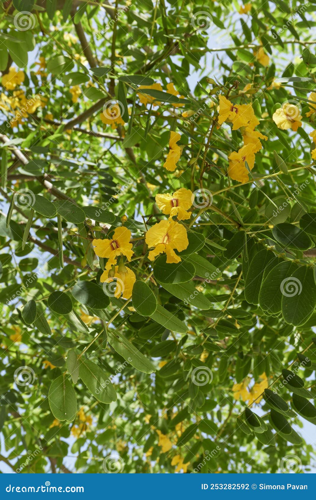 Tipuana tipu tree in bloom stock photo. Image of plant - 253282592