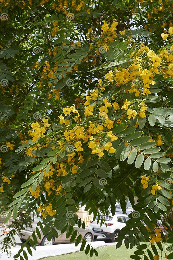 Tipuana tipu tree in bloom stock photo. Image of botany - 253282602