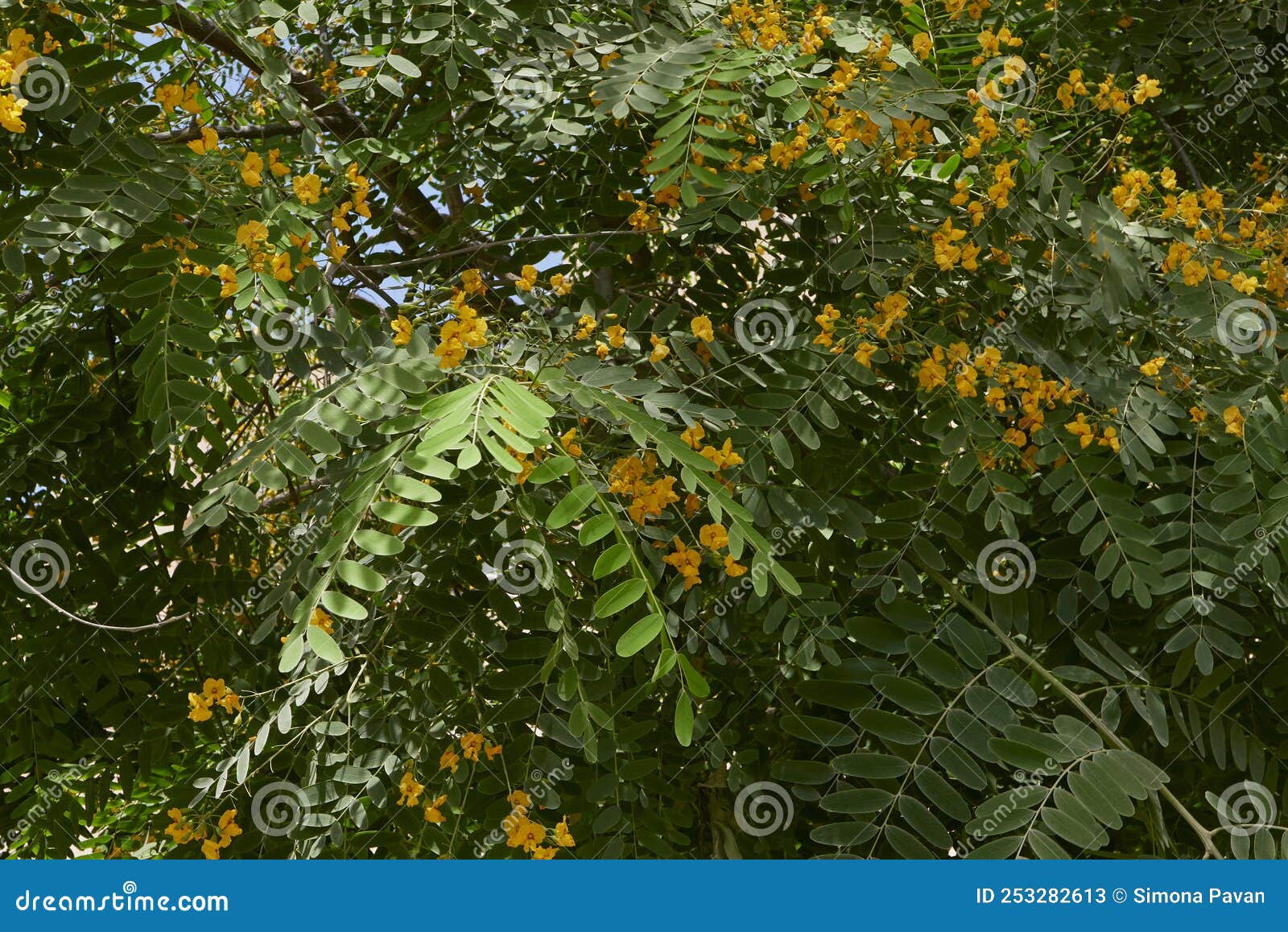 Tipuana tipu tree in bloom stock image. Image of leaf - 253282613