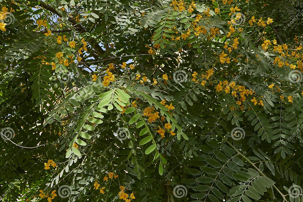 Tipuana tipu tree in bloom stock image. Image of leaf - 253282613
