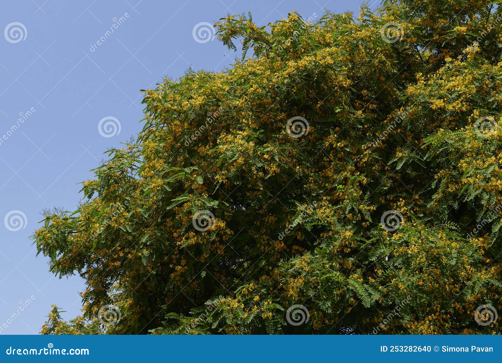Tipuana tipu tree in bloom stock photo. Image of bolivia - 253282640