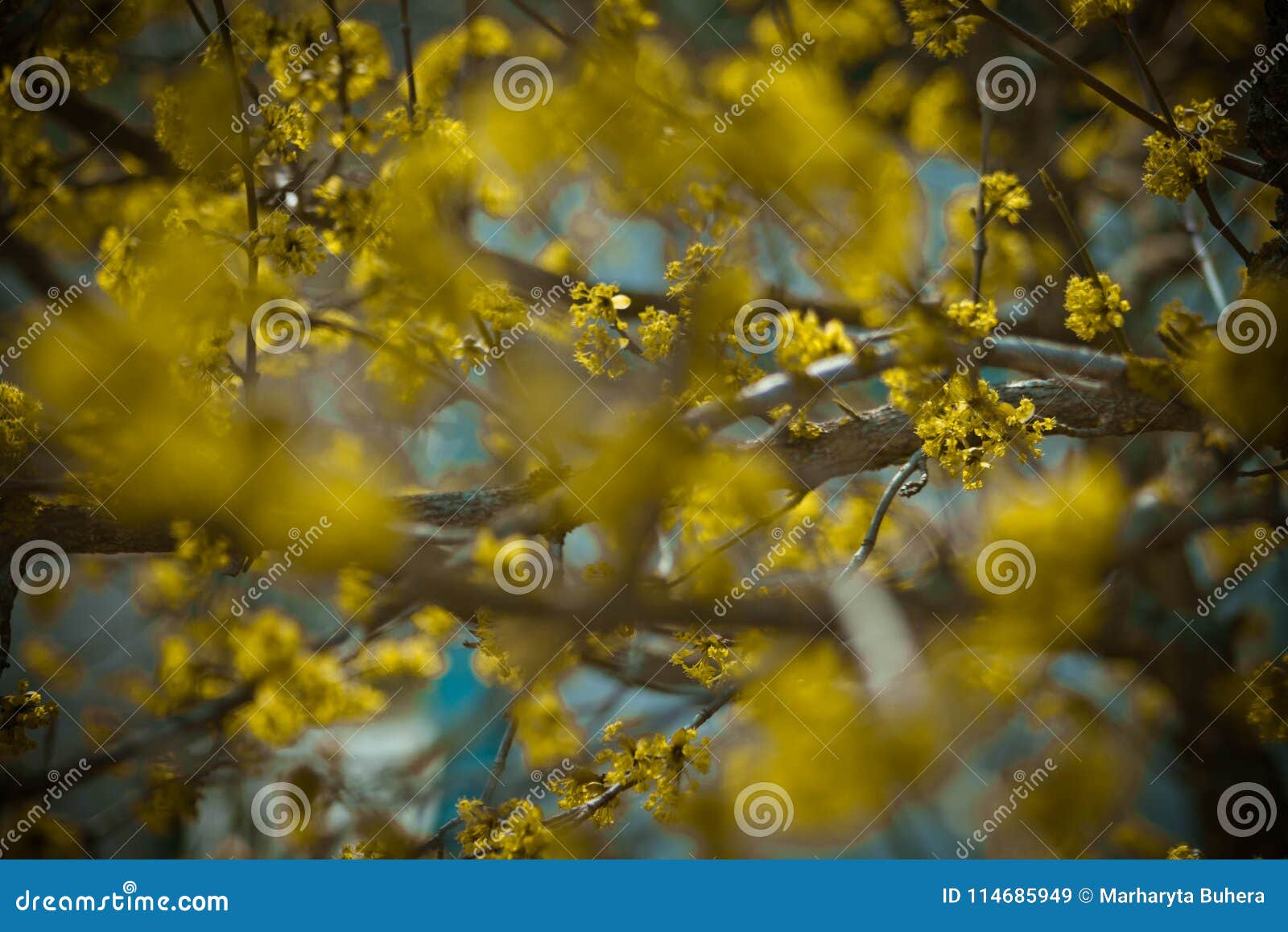 Yellow Blossom Tree in the Spring Stock Image - Image of nature, yellow ...