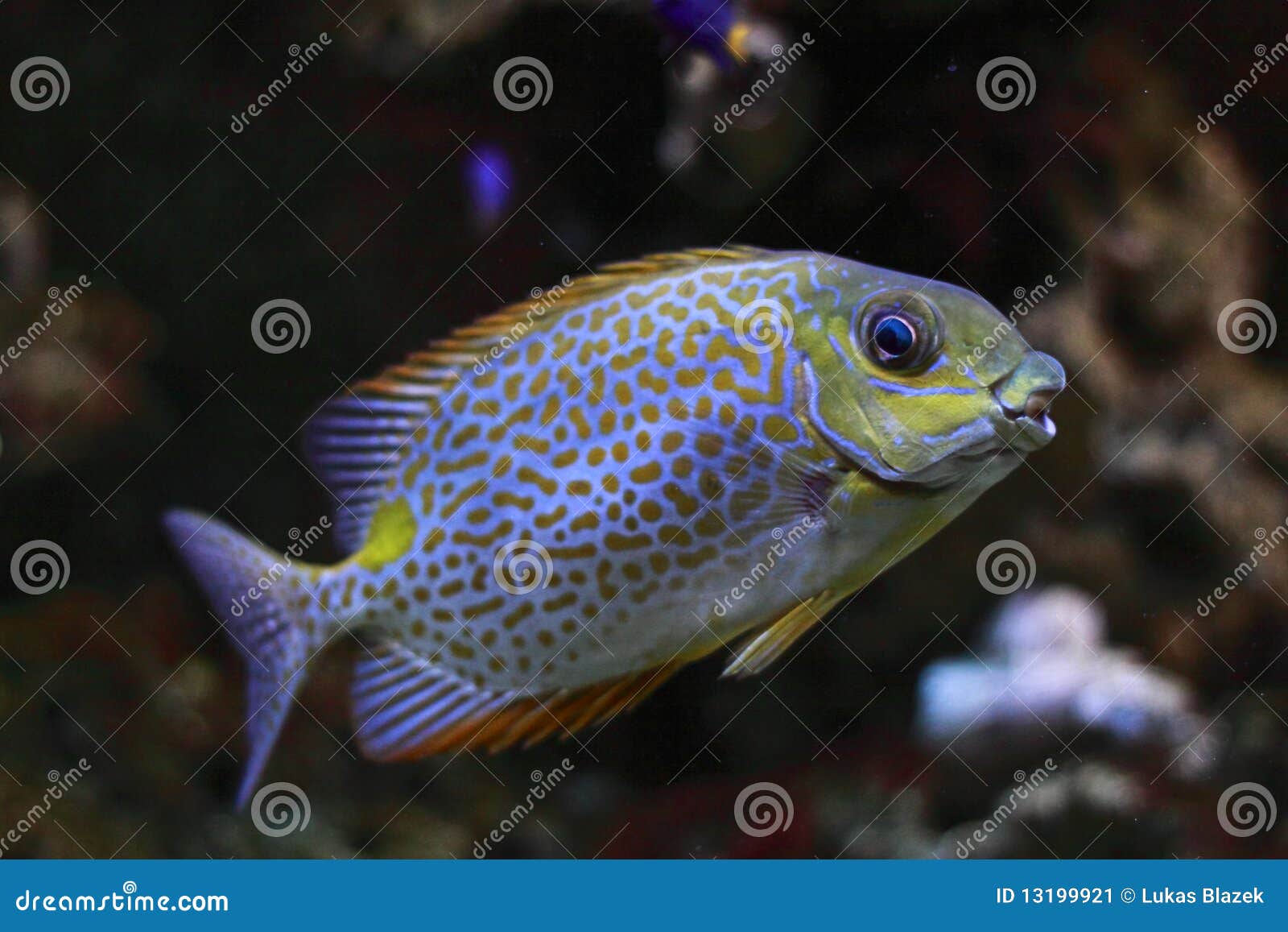 Yellow Blotch Rabbitfish stock image. Image of yellow - 13199921