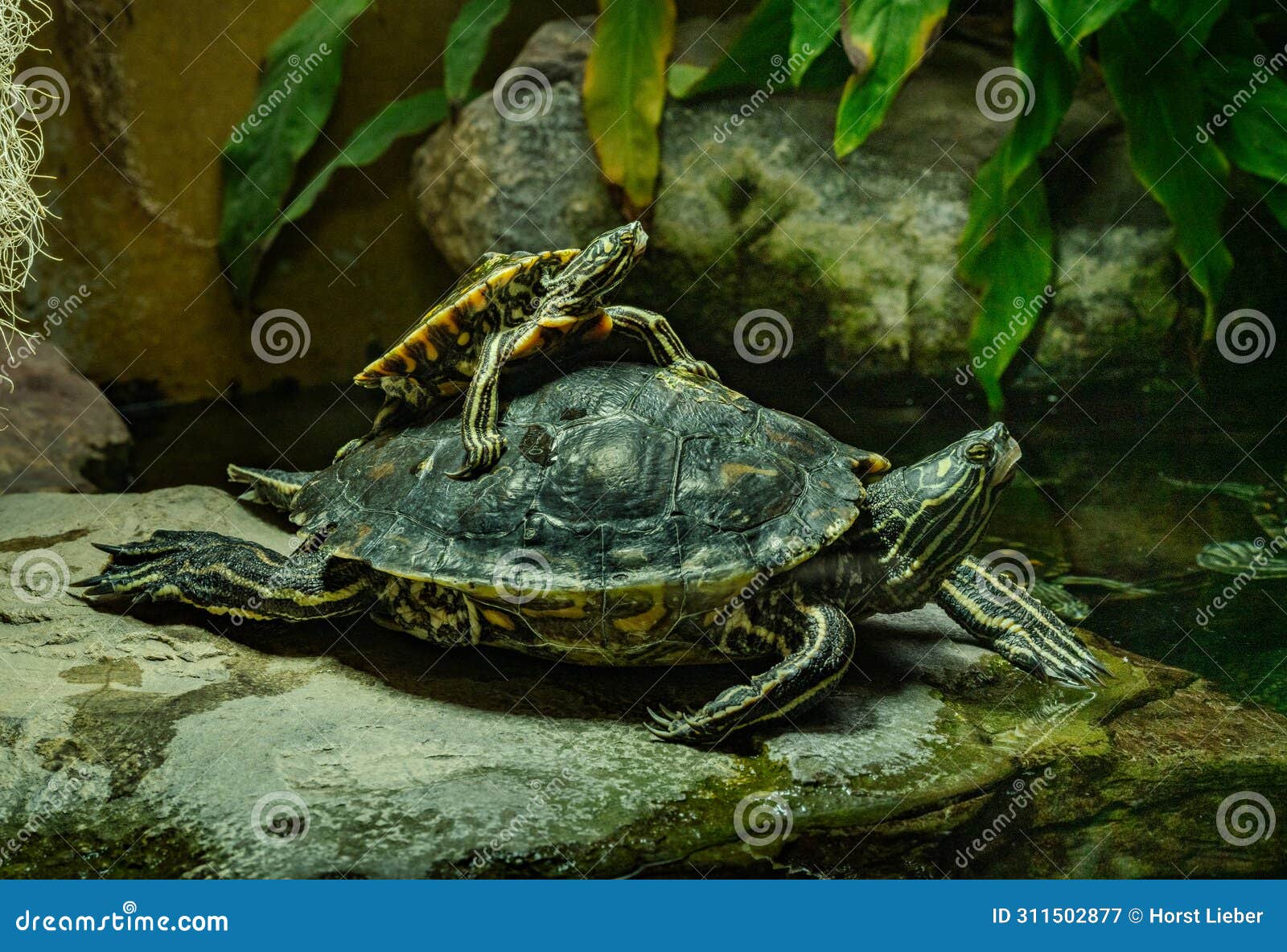Yellow-blotched Map Turtle stock image. Image of view - 311502877