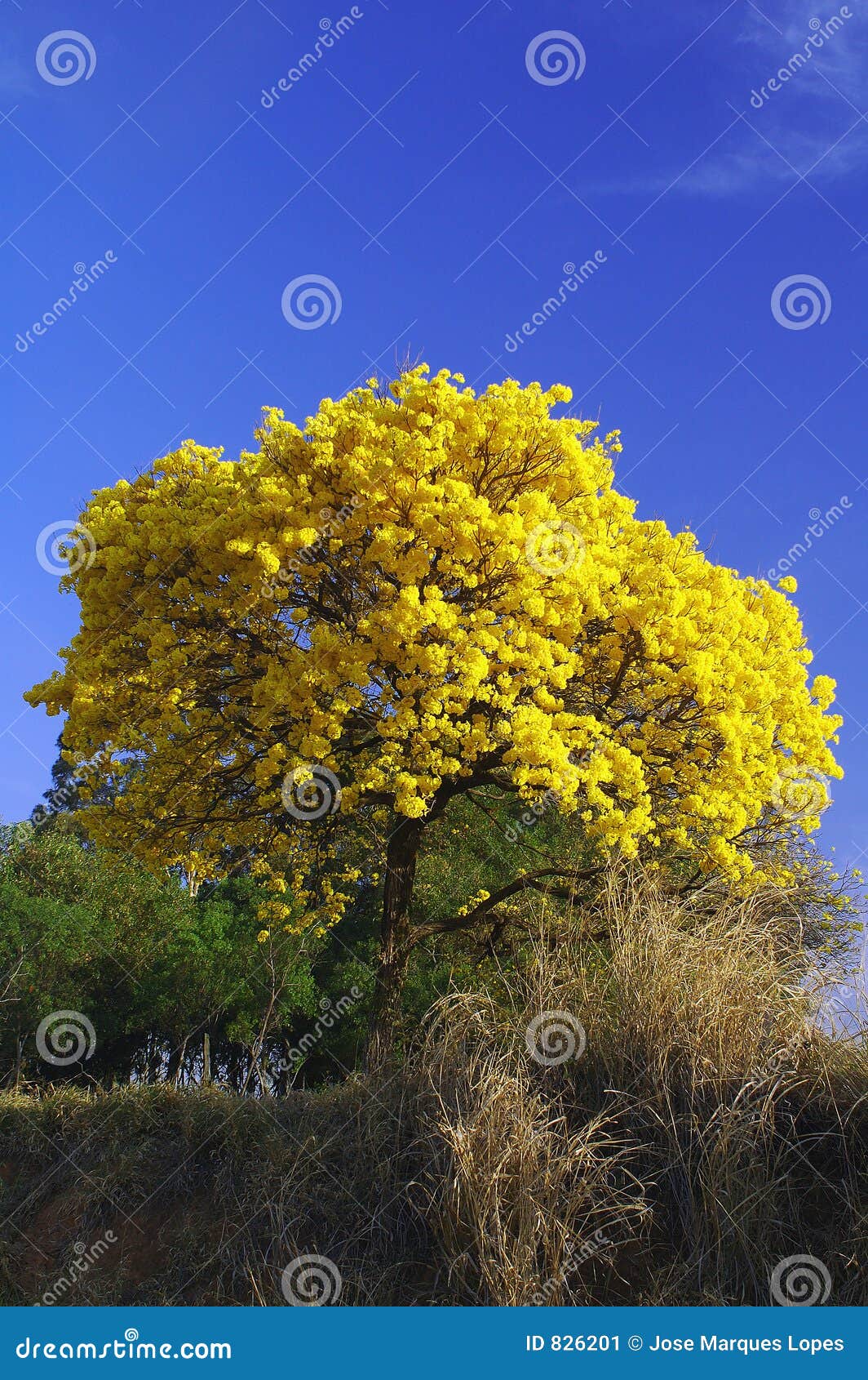 Yellow and blue stock image. Image of blue, plants, flowers - 826201
