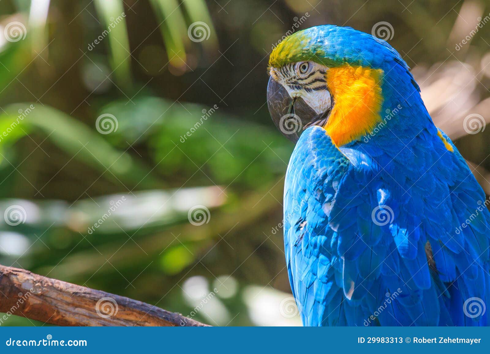 Yellow blue Ara parrot stock image. Image of nature, macaw - 29983313