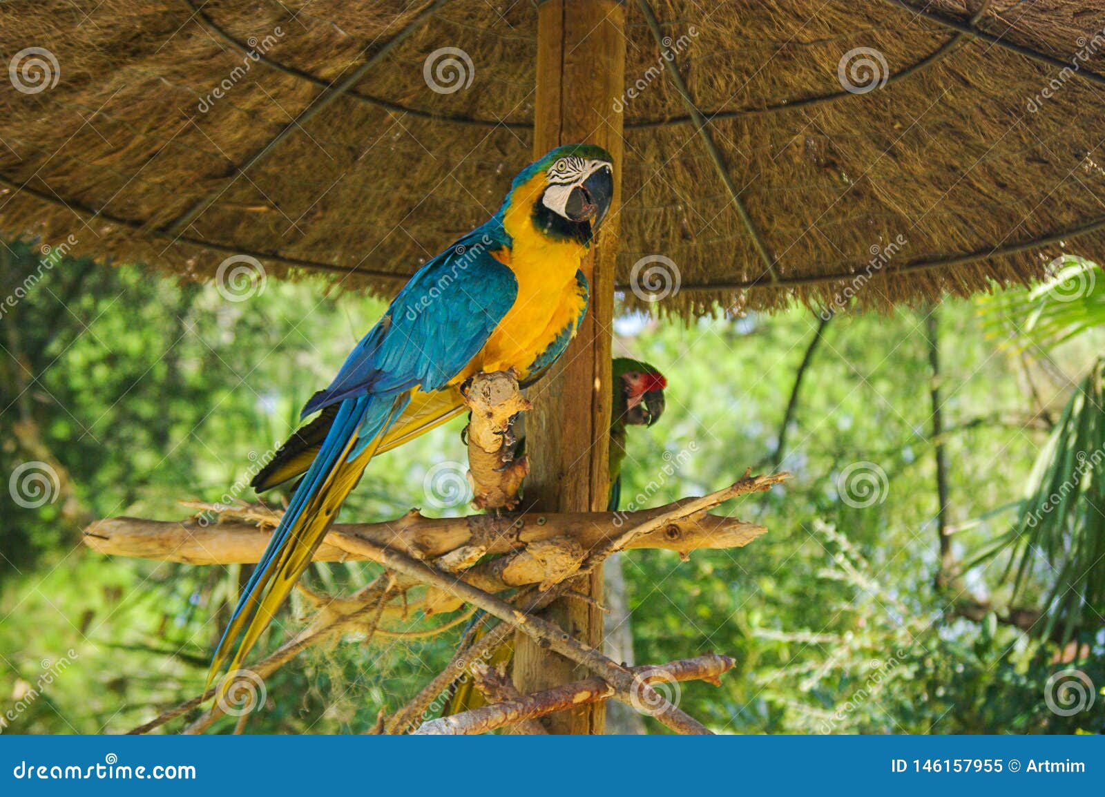 Yellow Blue Ara Parrot Portrait in Park Stock Image - Image of macaw ...
