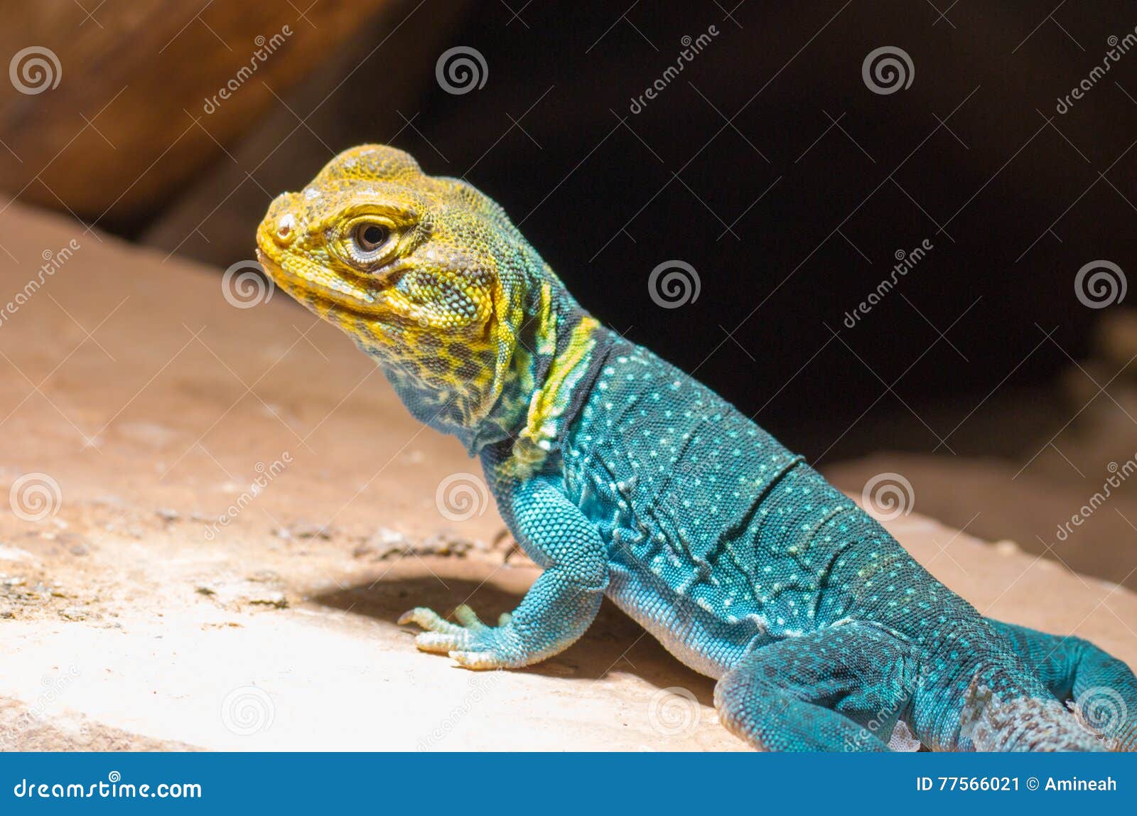 Yellow-blue Collared Lizard Stock Image - Image of desert, reptile ...
