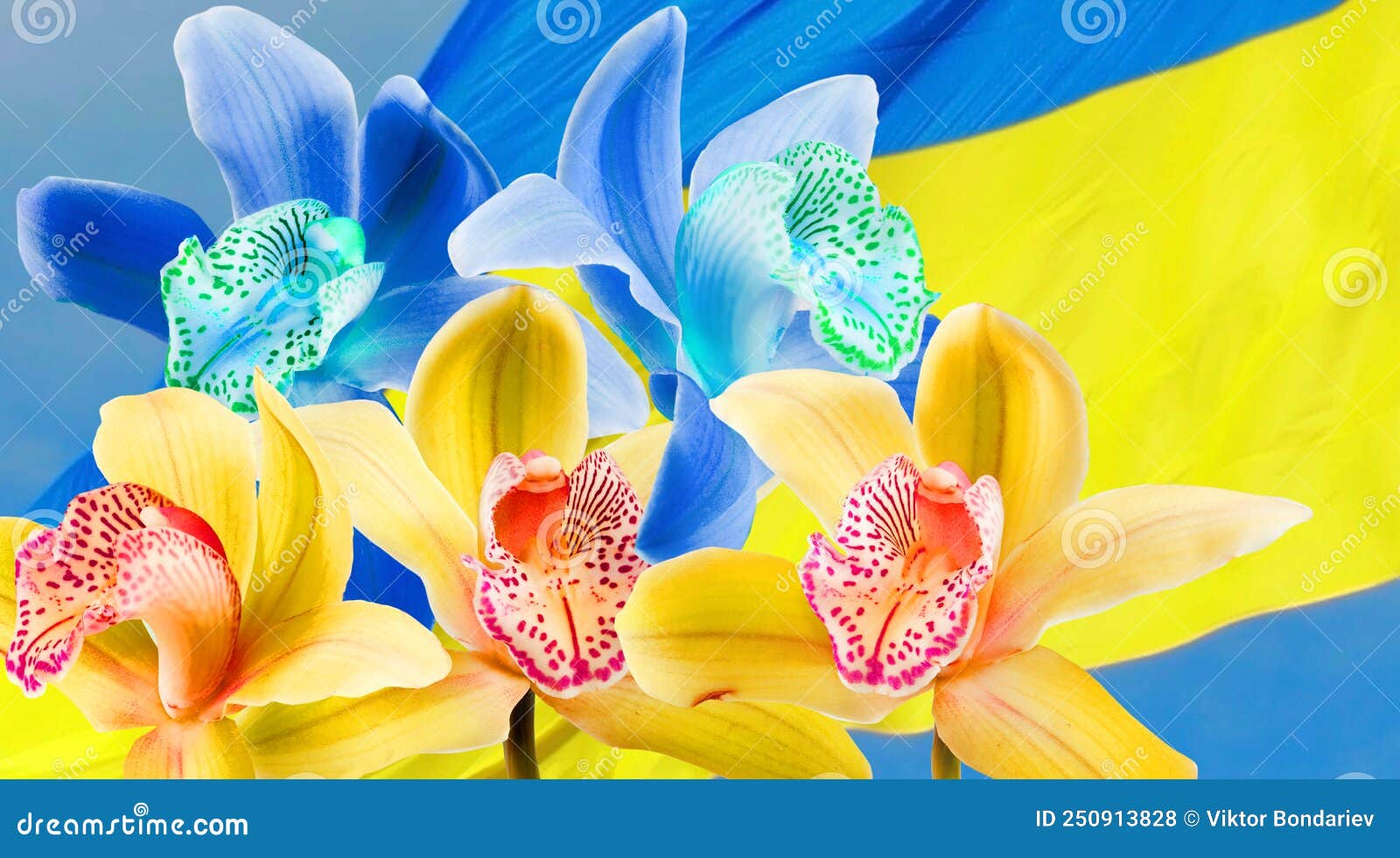 Yellow and Blue Flowers on the Background of the Ukrainian Flag Stock ...