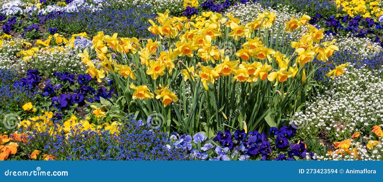 Yellow and Blue Flowers in the Spring Stock Photo - Image of yellow ...