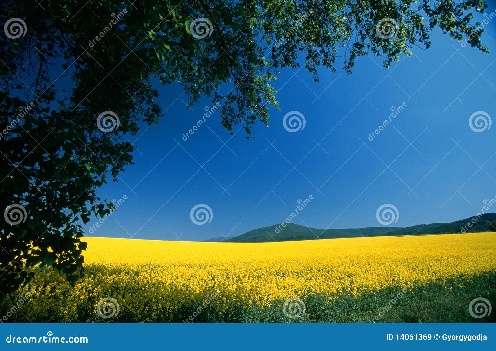 Yellow-blue landscape stock image. Image of flowers, blue - 14061369