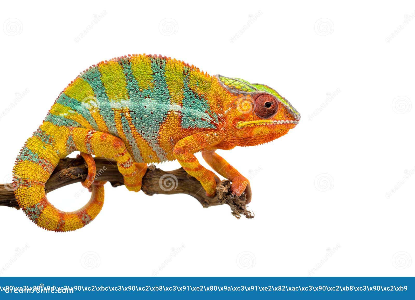 Yellow Blue Lizard Panther Chameleon Isolated On White Background ...