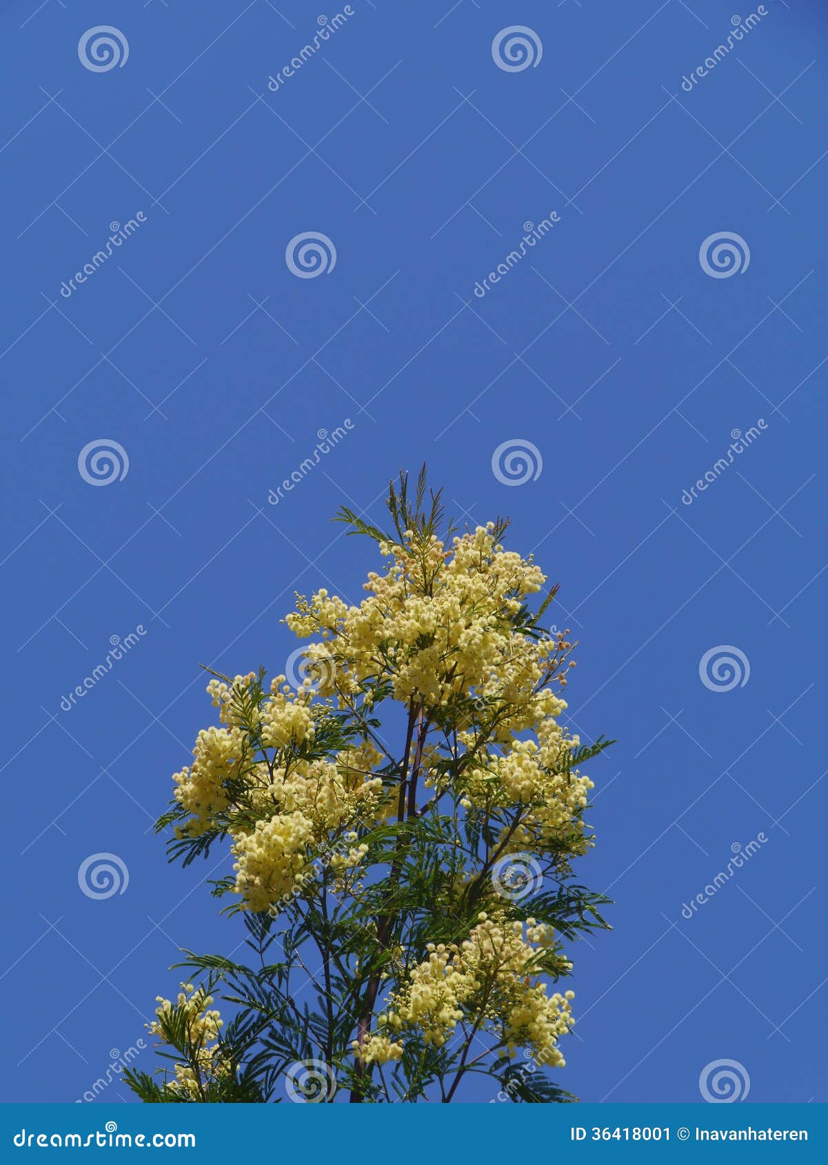 Yellow and blue in nature stock image. Image of berries - 36418001