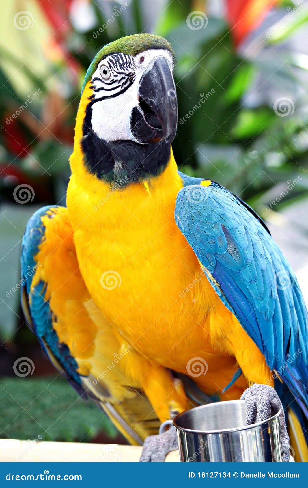 Blue And Yellow Parrots
