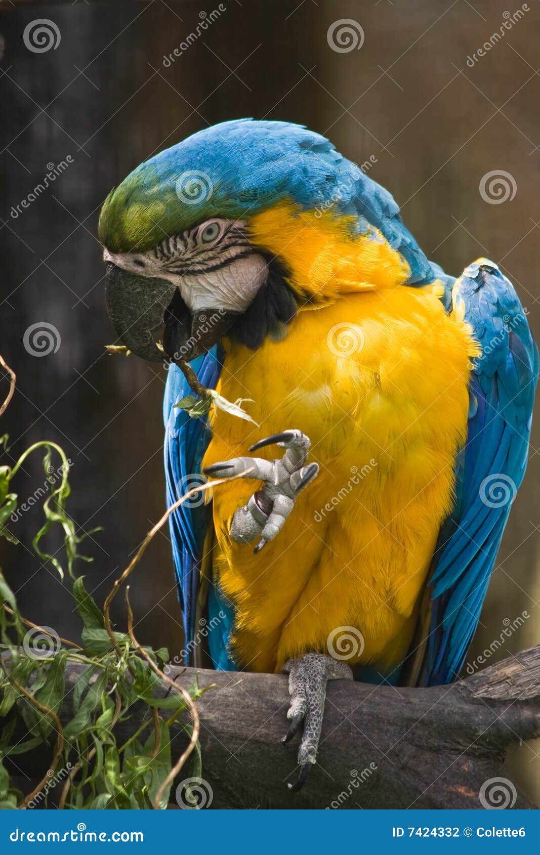 Yellow and blue parrot stock photo. Image of noise, wildlife - 7424332
