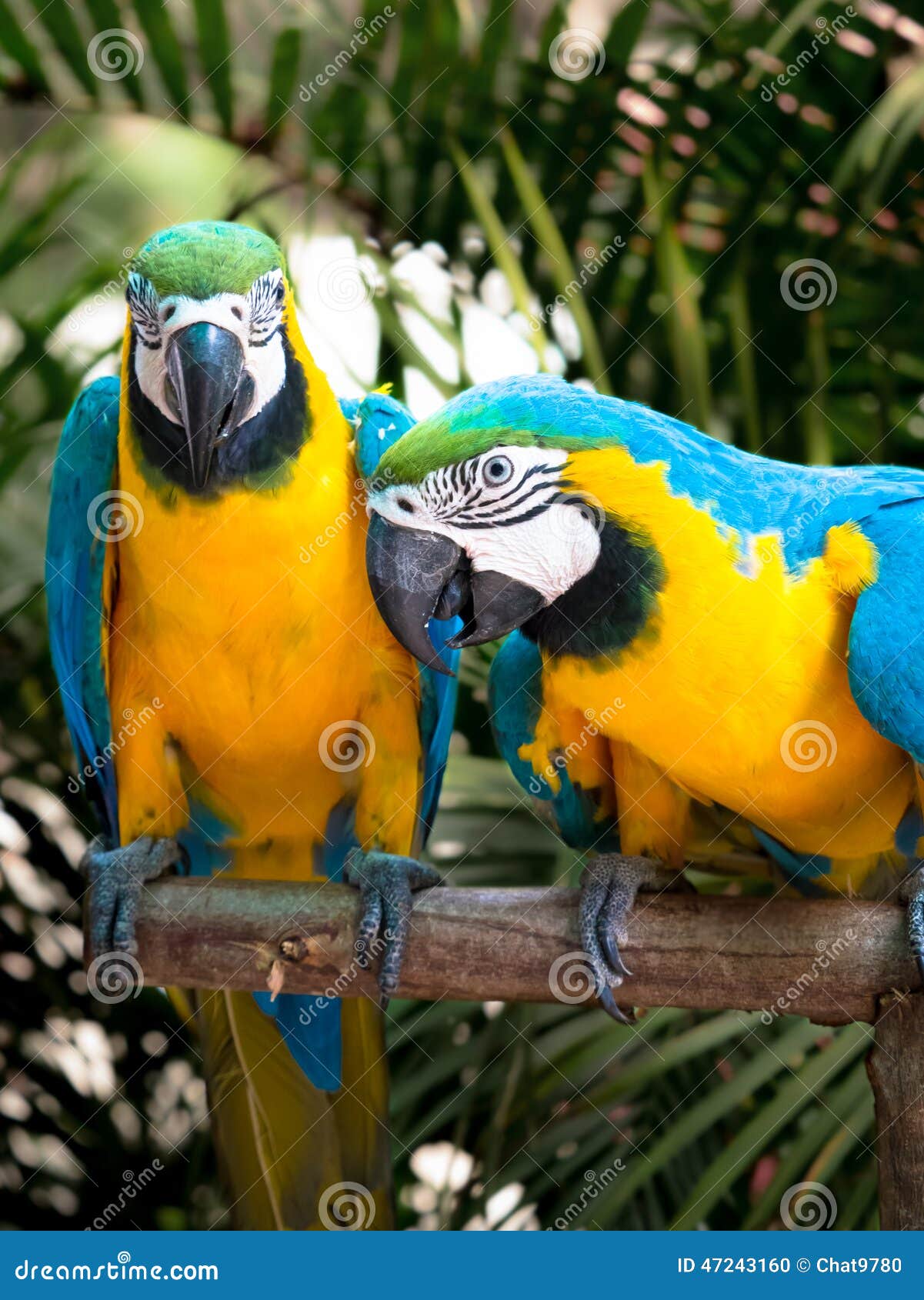 Yellow and Blue Parrot Couple Stock Photo - Image of fluffy, couple ...