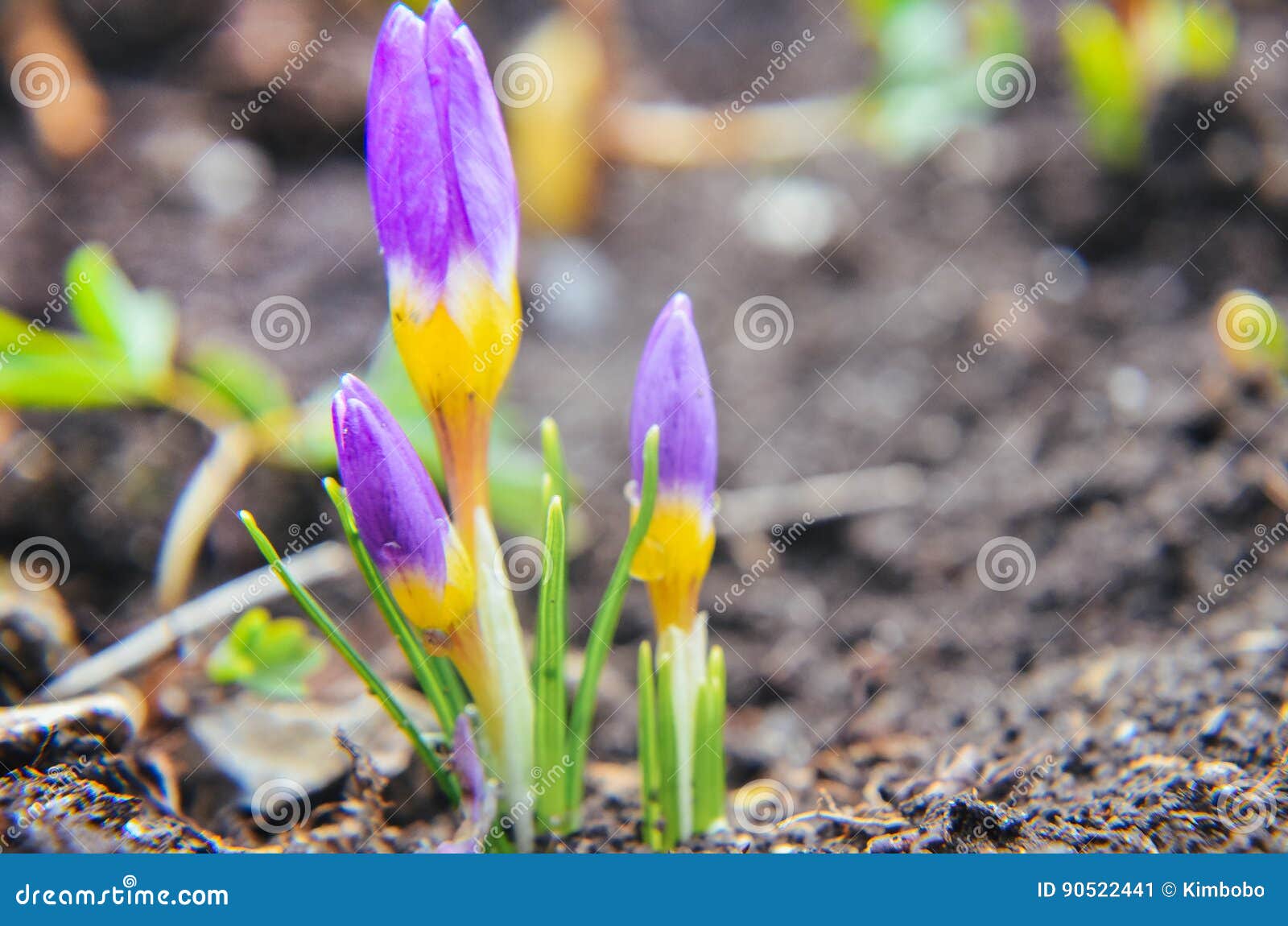 Yellow, Blue and Purple Crocuses Growing in the Garden. Stock Image ...