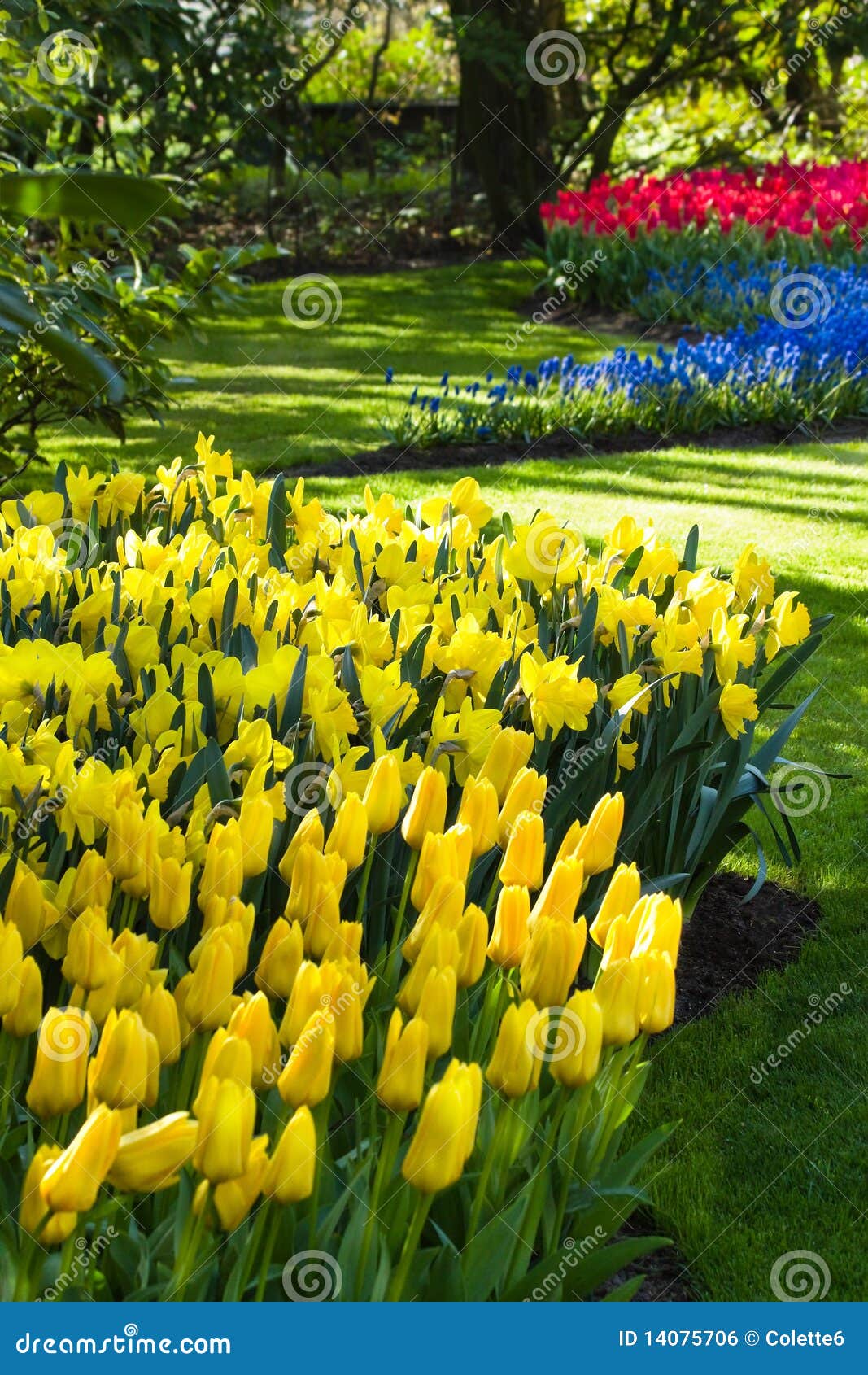 Yellow, Blue and Red Spring Flowers Stock Photo - Image of daffodil ...