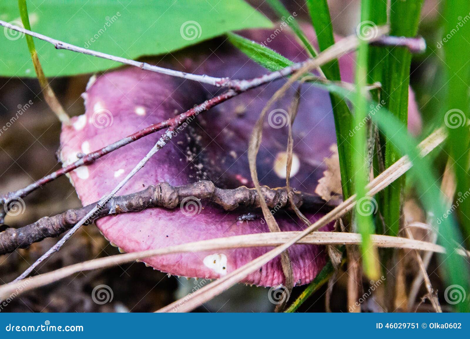 Yellow-blue Russula Under the Branches. Stock Image - Image of outdoors ...