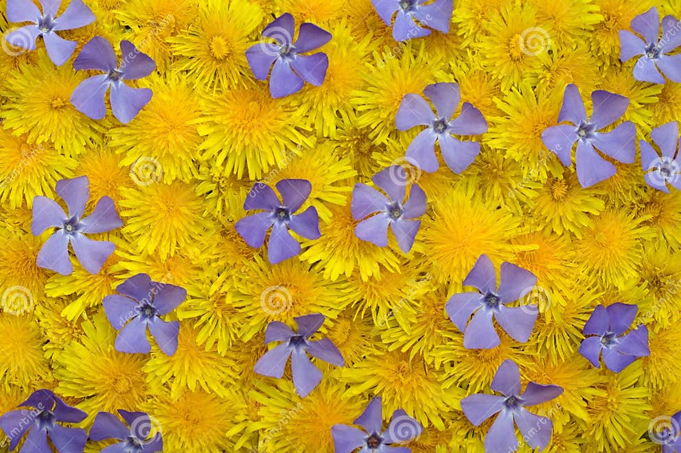 Yellow-blue Spring Background Stock Photo - Image of close, stitch: 2356128