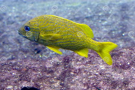Yellow and Blue Striped Fish Stock Image - Image of swim, tropics: 1911383