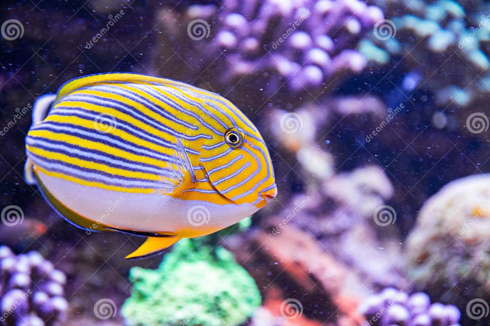 Yellow-blue Tropical Surgeon Fish Stock Image - Image of beach, island ...