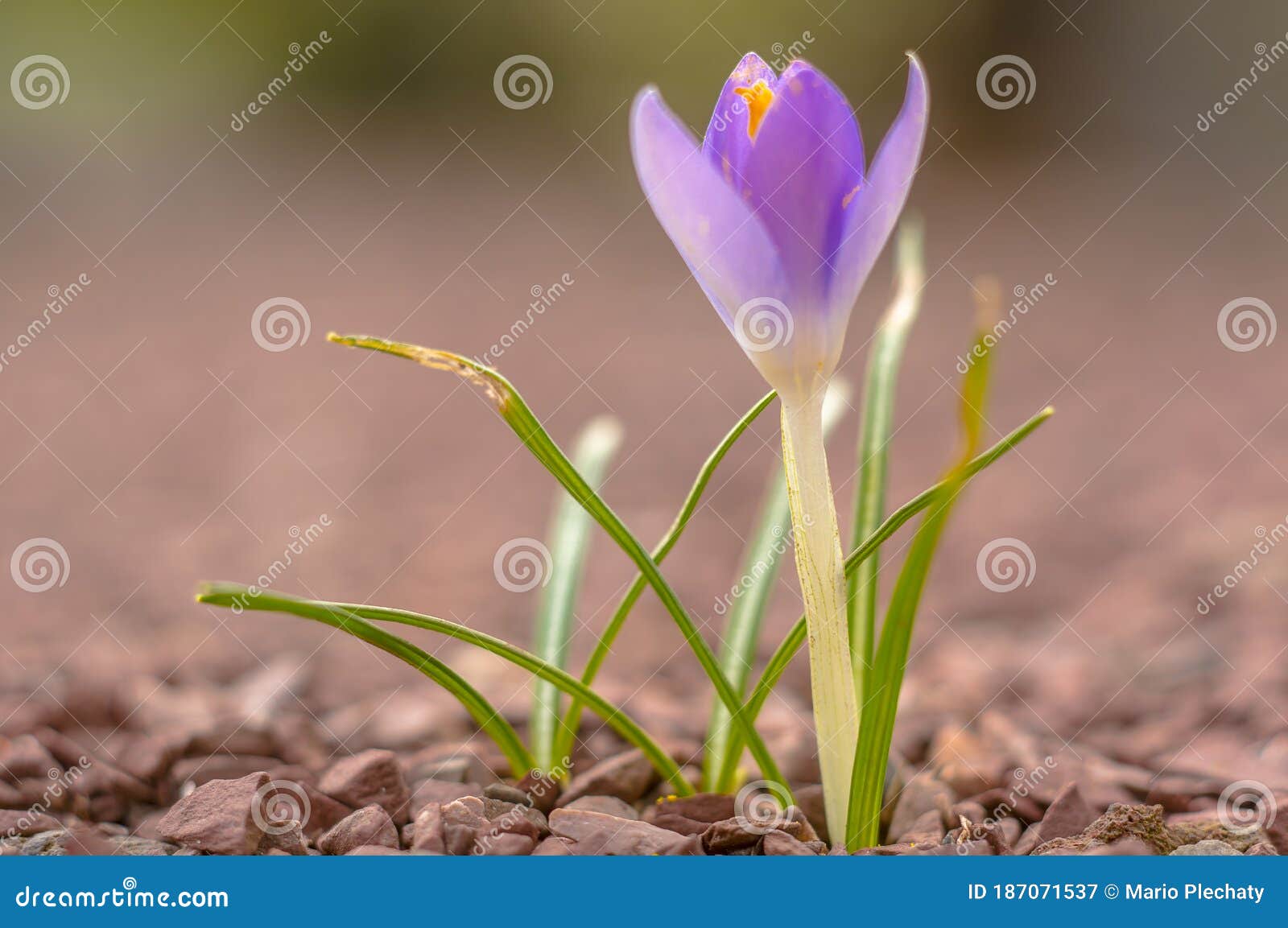 Yellow Blue White Crocus in Spring Easter Season Garden Stock Image ...