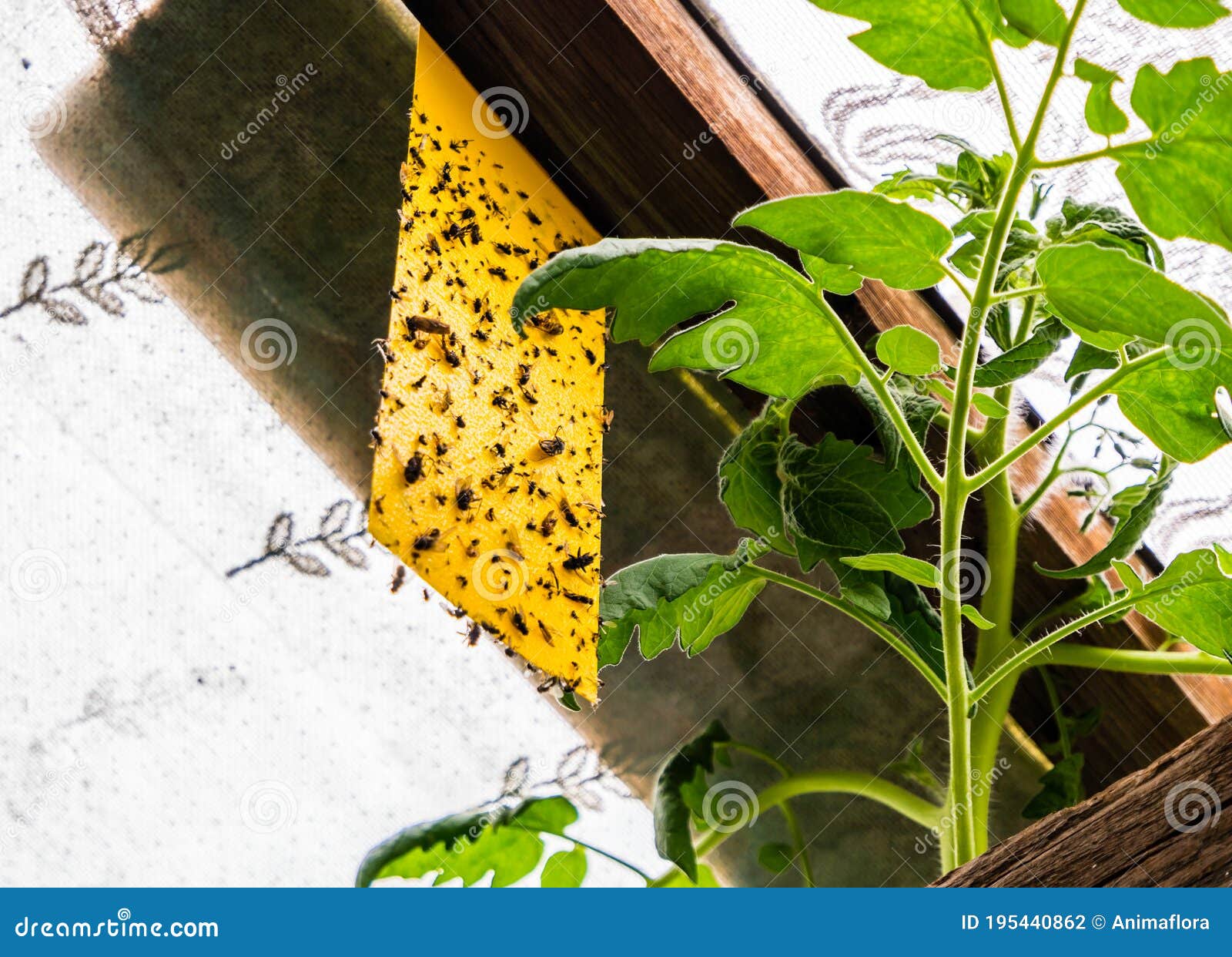 Insect Trap In The City Forest At Frankfurt International Airport ...