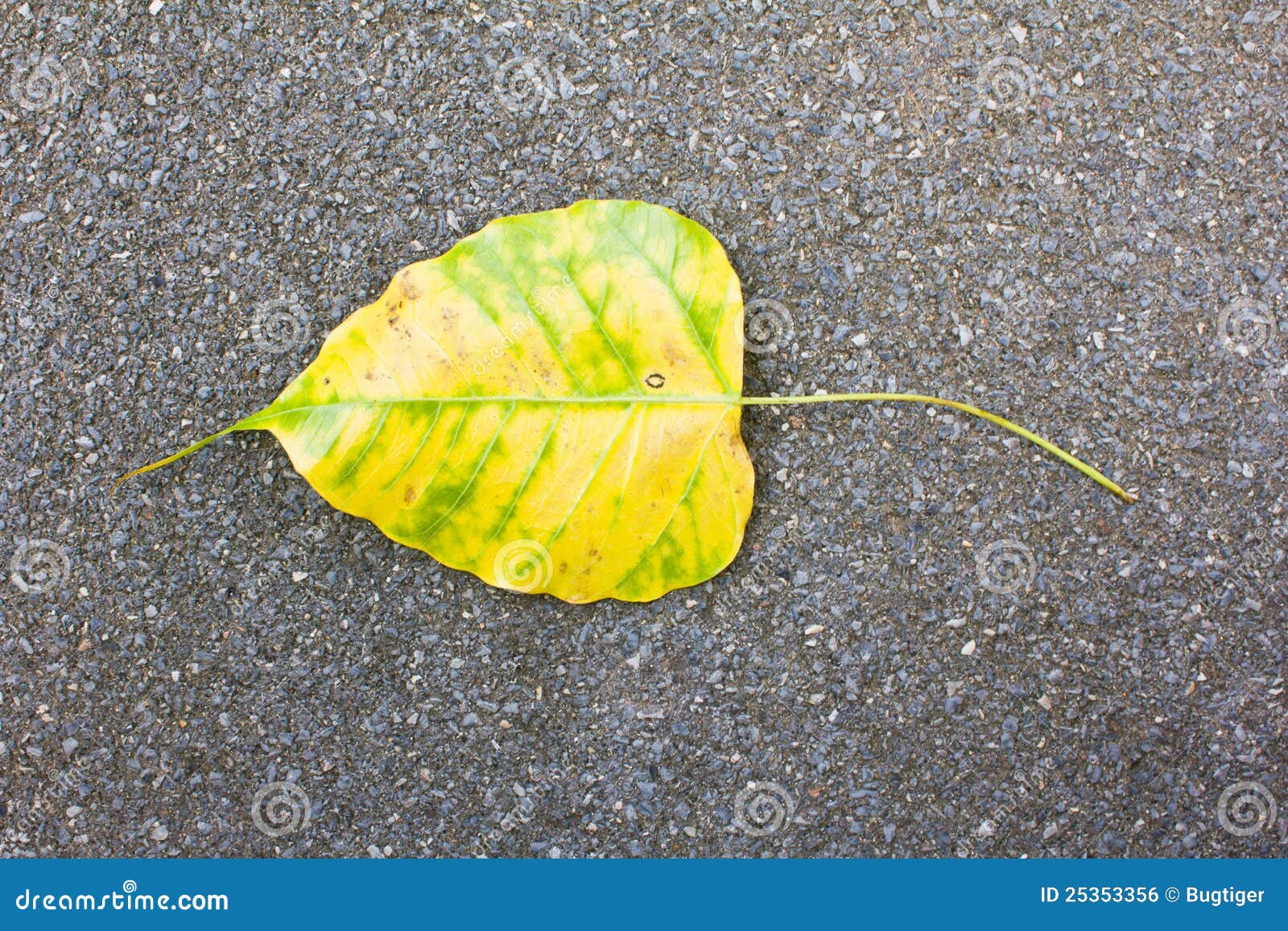 Yellow bodhi leaf vein stock photo. Image of line, flora - 25353356