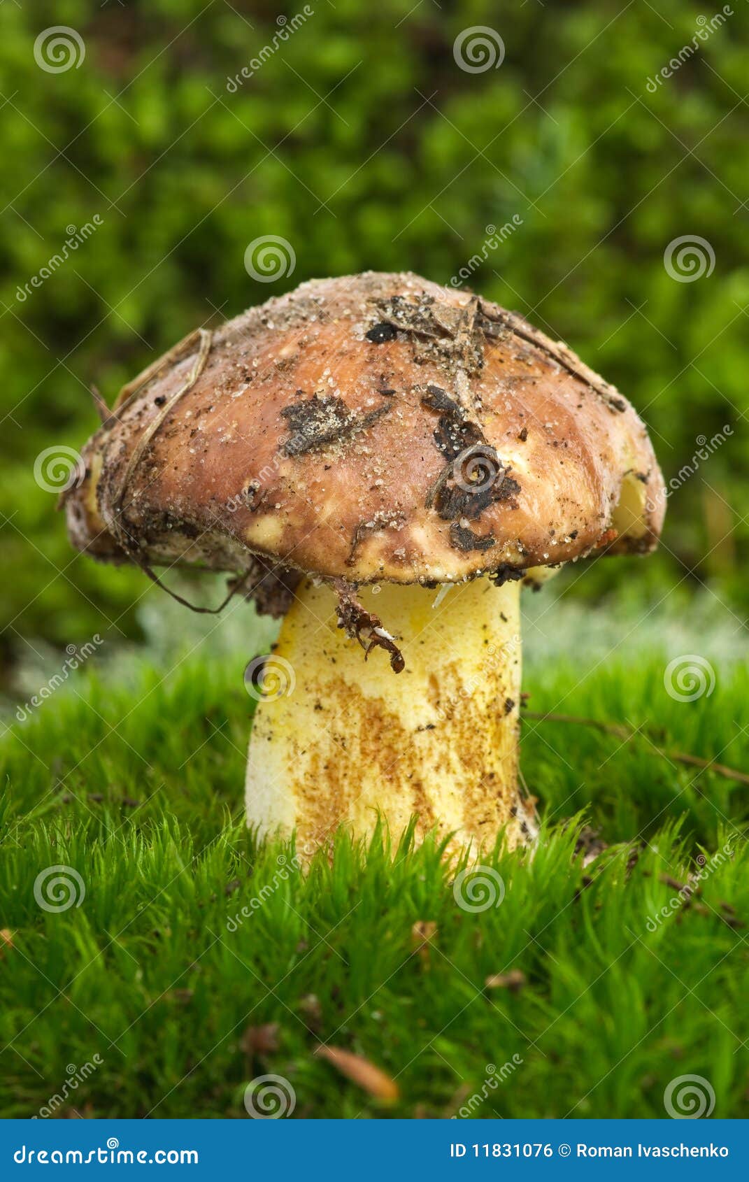 Yellow boletus stock photo. Image of mushroom, boletus - 11831076