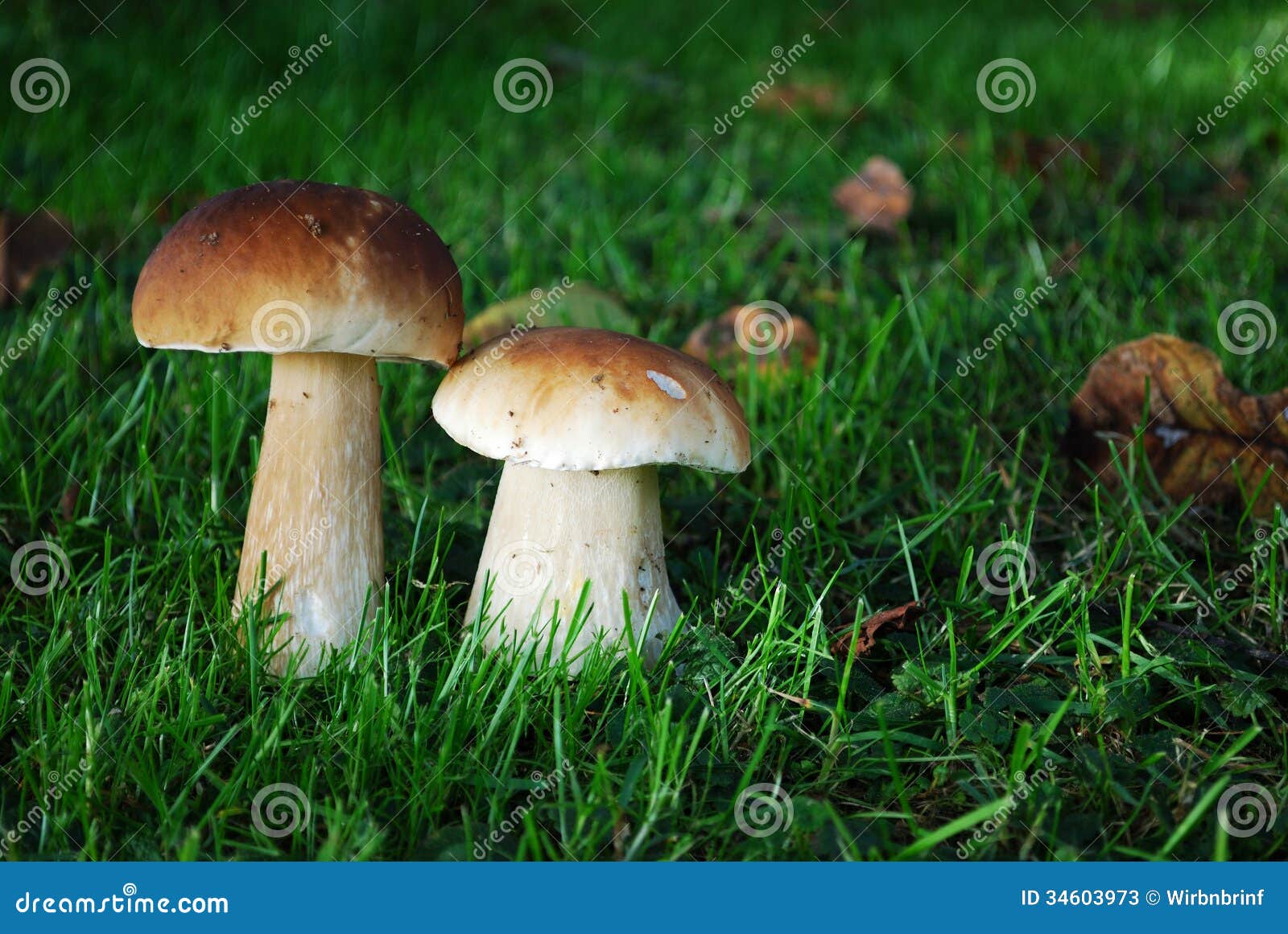 Yellow boletus stock image. Image of yellowboletus, closeupview - 34603973