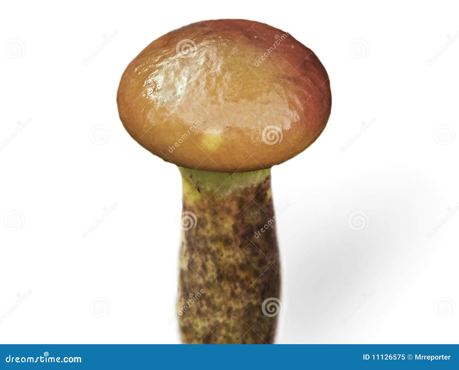 The Yellow Boletus (Suillus Luteus) Stock Image - Image of closeup ...